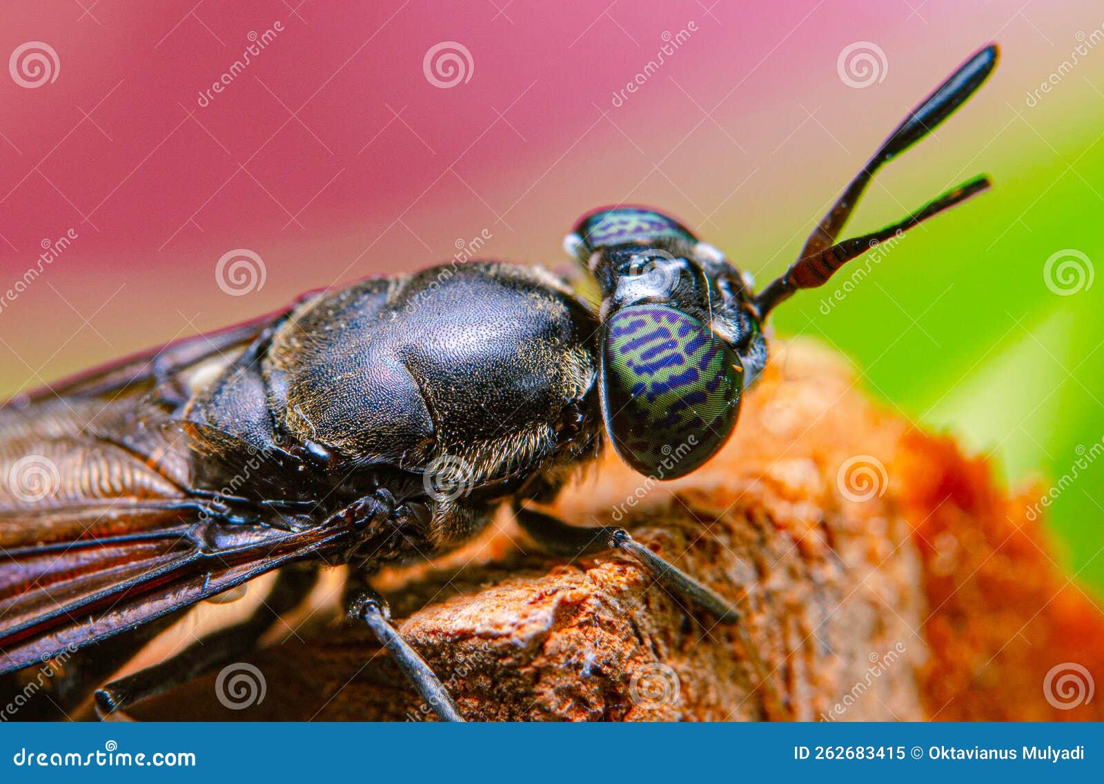 Extremely Magnification Close-up Face of a Black Soldier Fly - MEET the ...