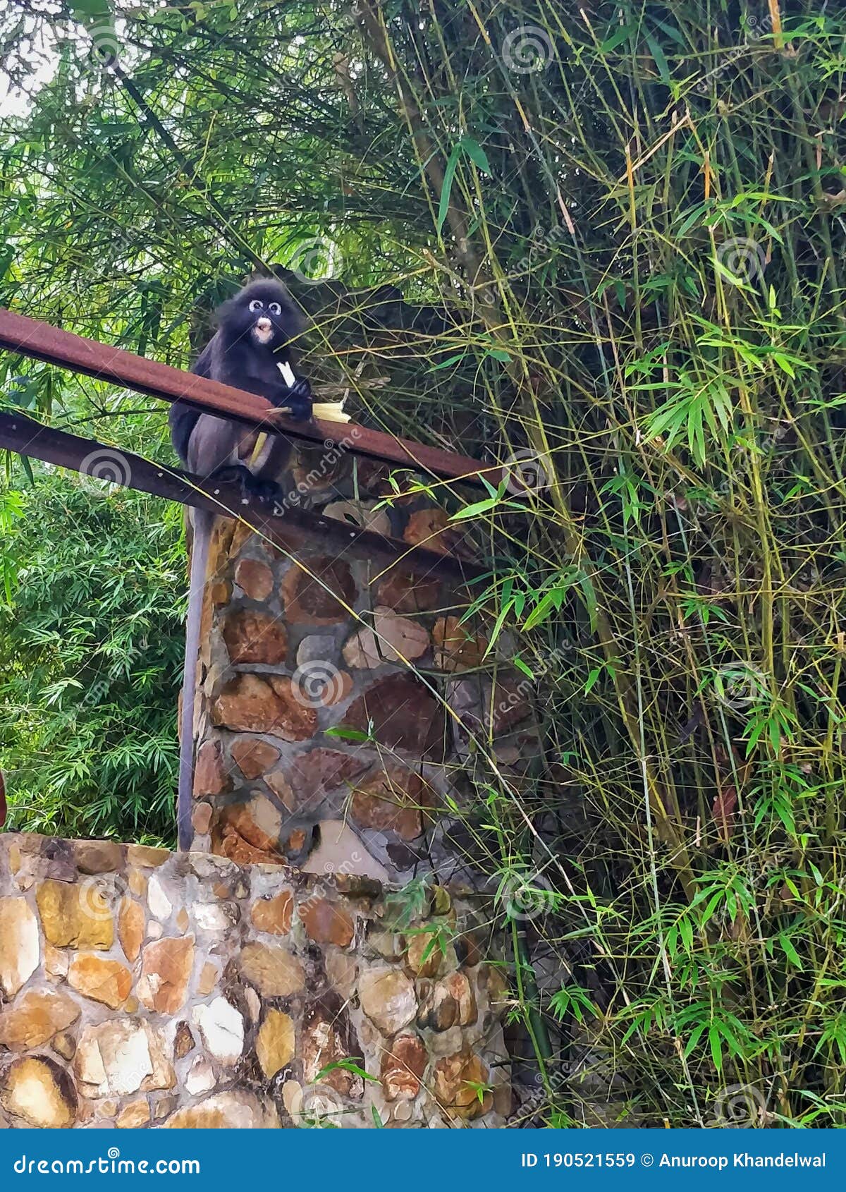 Monkey Bamboo Stick Stock Photos - Free & Royalty-Free Stock Photos ...