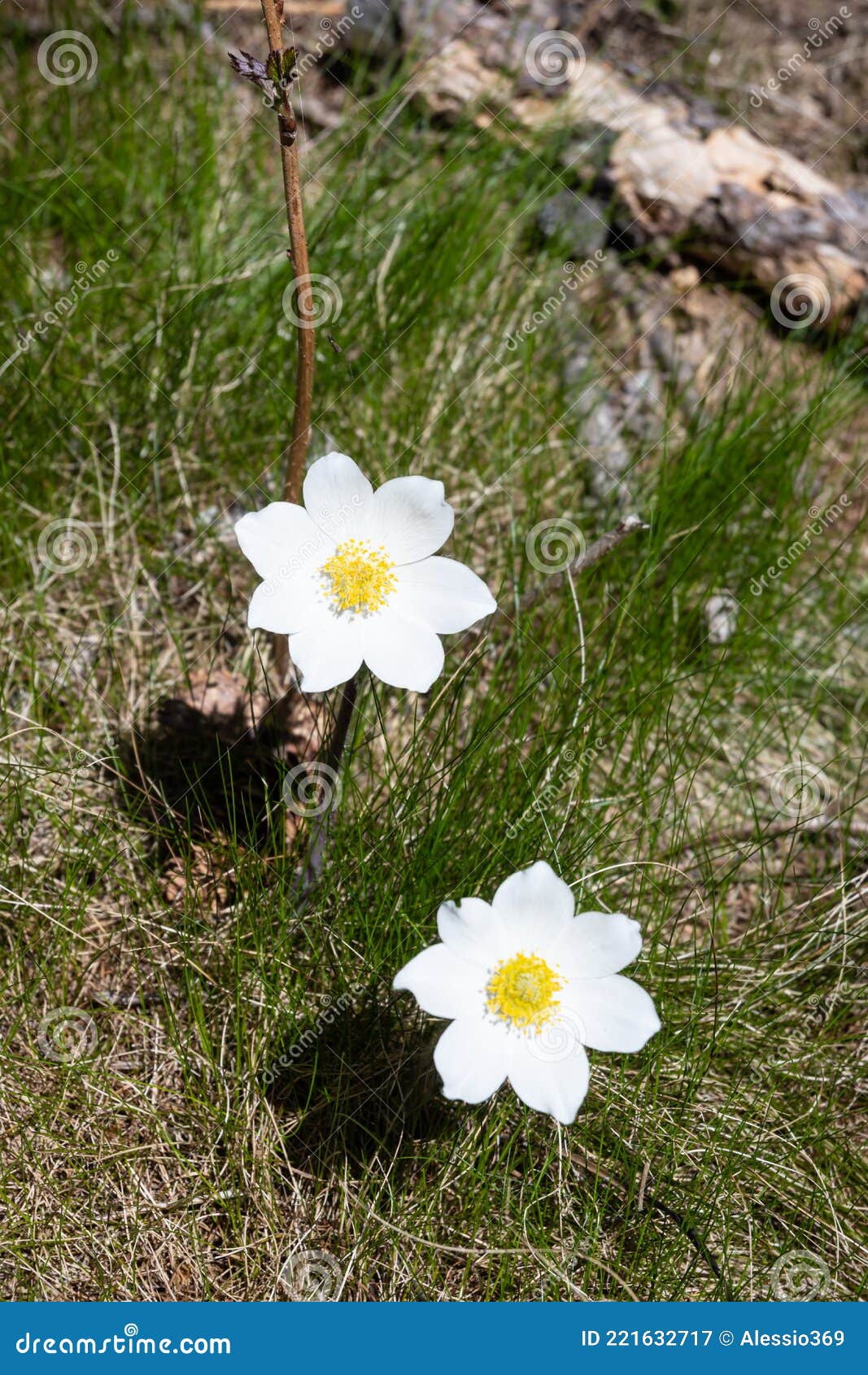 Extremely Rare White Flower Stock Image - Image of plant, italian ...