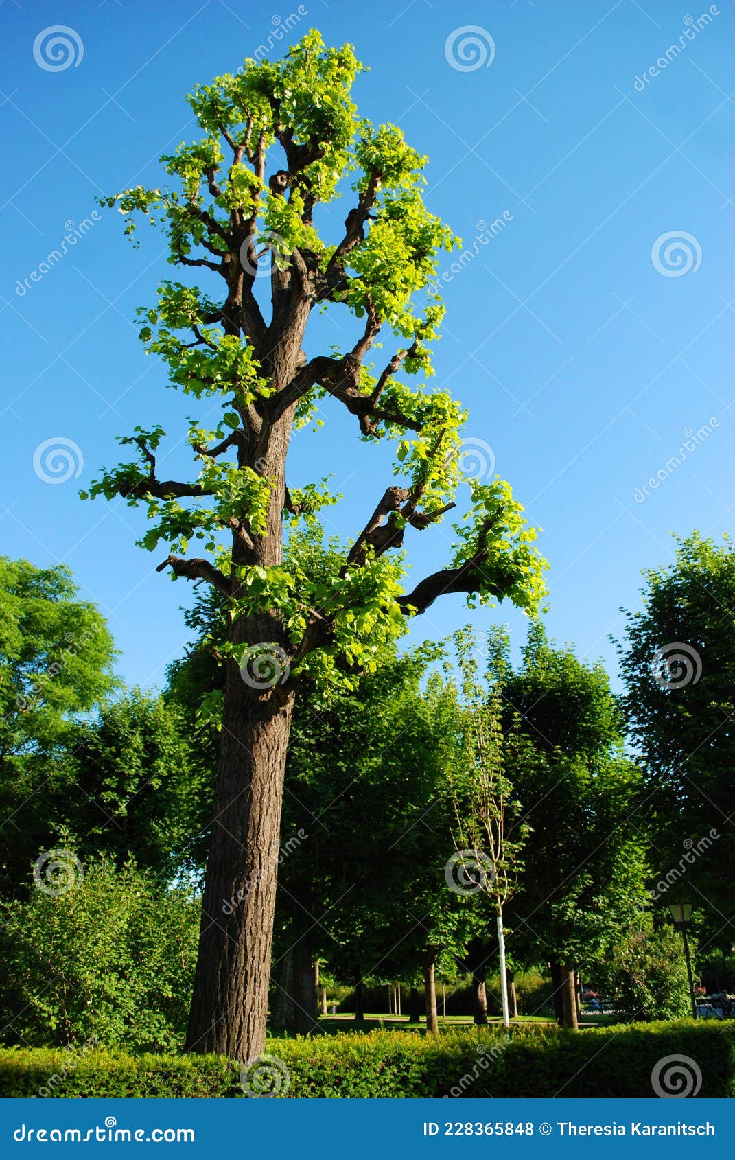 Extremely tree pruning stock photo. Image of weird, extreme - 228365848