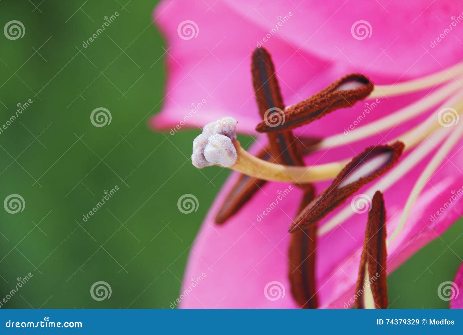 Extremidad De La Antera Y Del Estigma Imagen de archivo - Imagen de ...