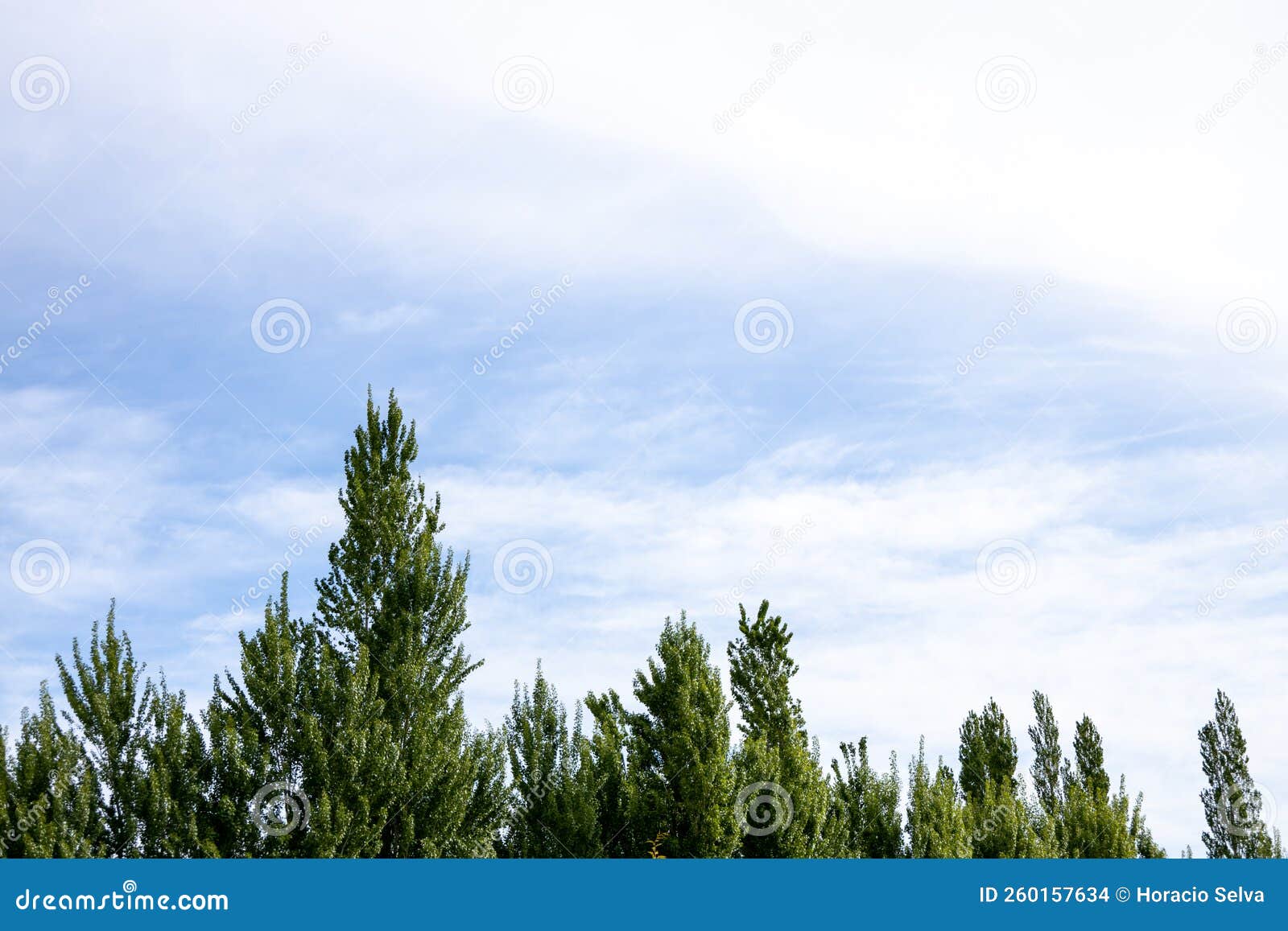 Extremity of the Crown of a Group of Trees Stock Photo - Image of ... Extremity of the Crown of a Group of Trees Stock Photo - Image of ...