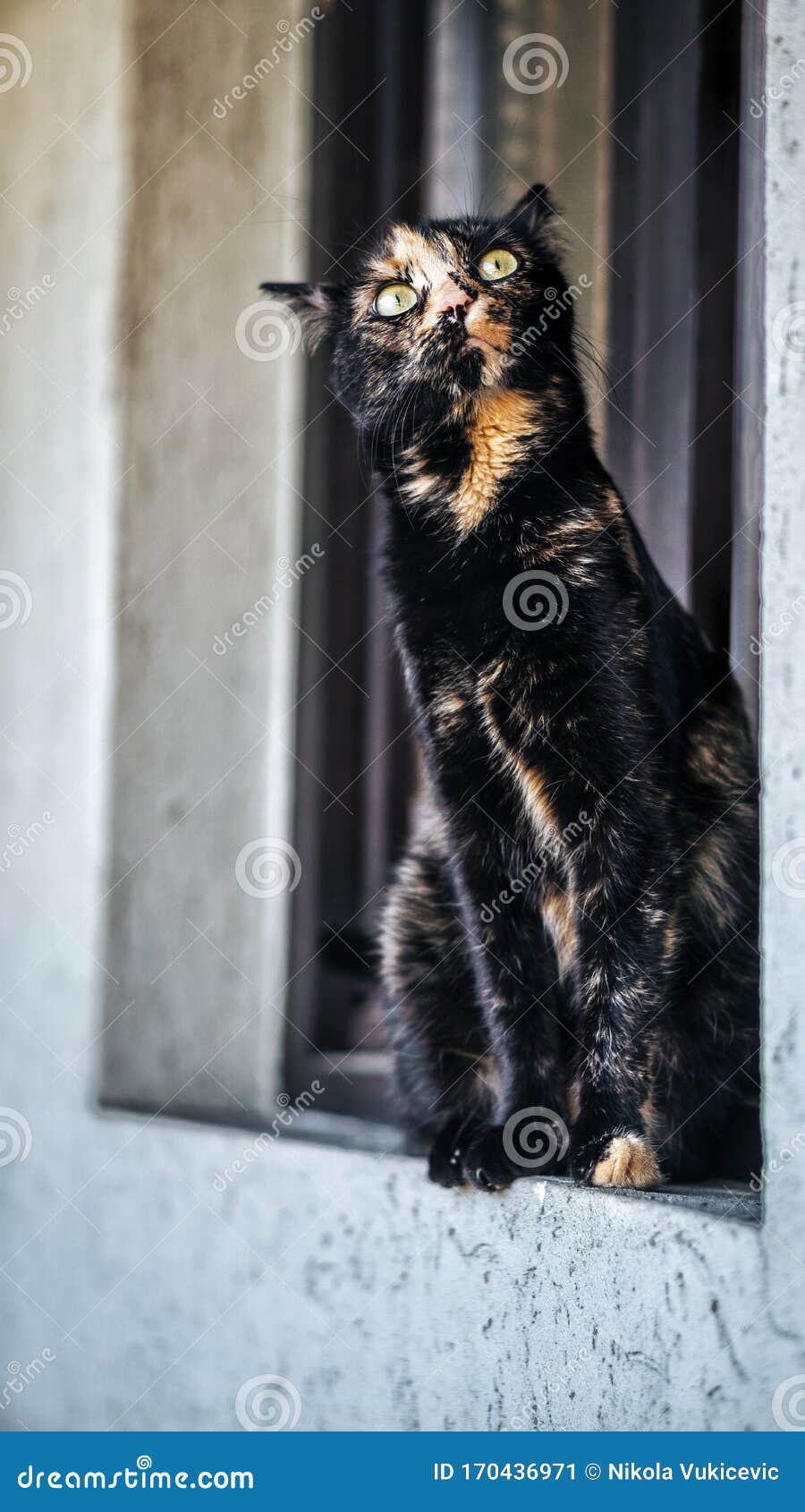 Extremly funny looking cat stock image. Image of bird - 170436971