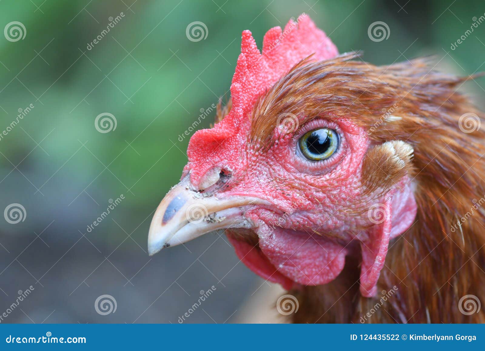 Extremo Cercano Para Arriba De Un Pollo Rojo Foto de archivo - Imagen ...