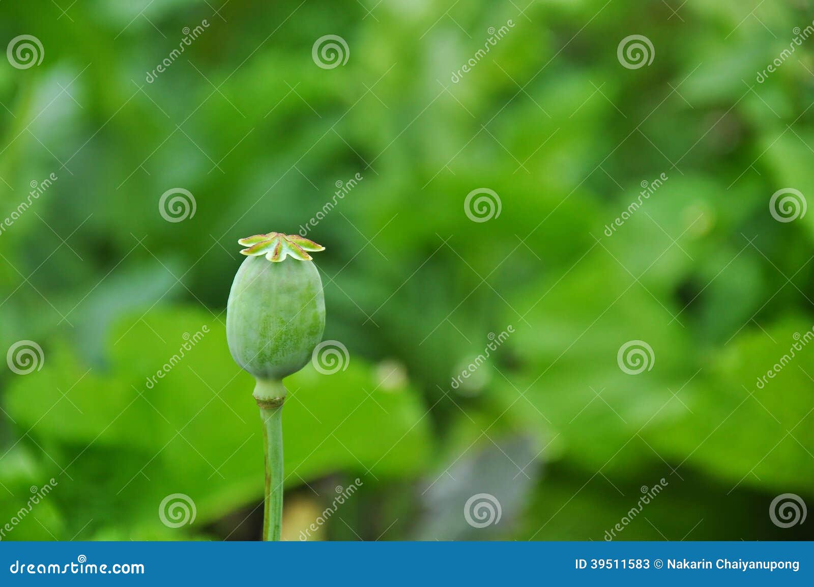 Extremo del opio imagen de archivo. Imagen de color, crezca - 39511583