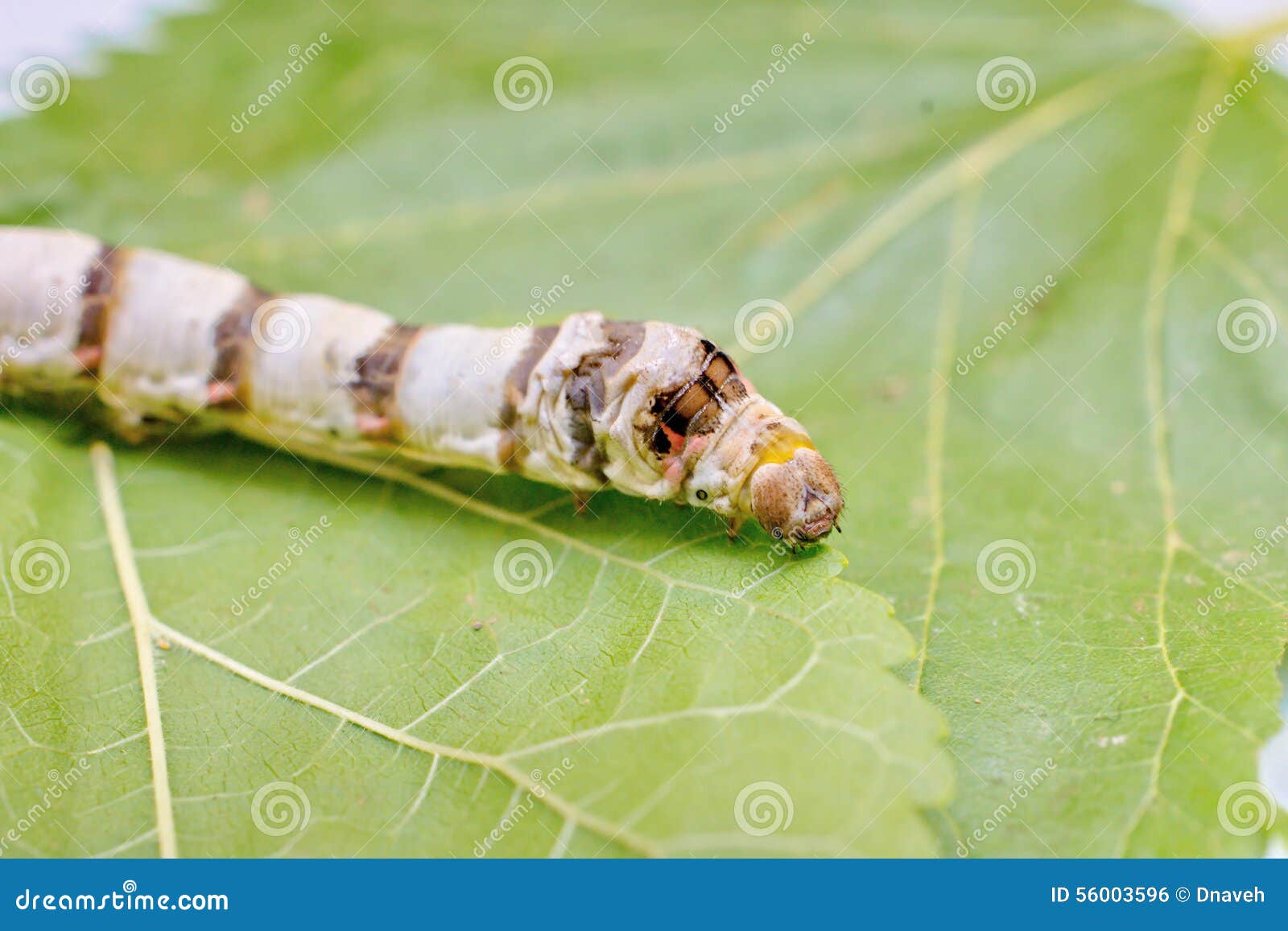 Extremo Próximo Acima De Um Bicho-da-seda Foto de Stock - Imagem de ...