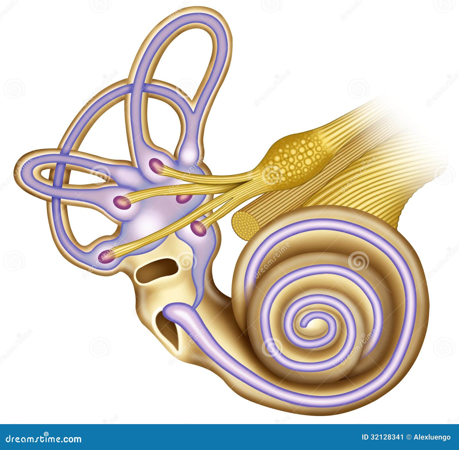 Extructura Generale Che Sente Parlare La Coclea Illustrazione di Stock ...