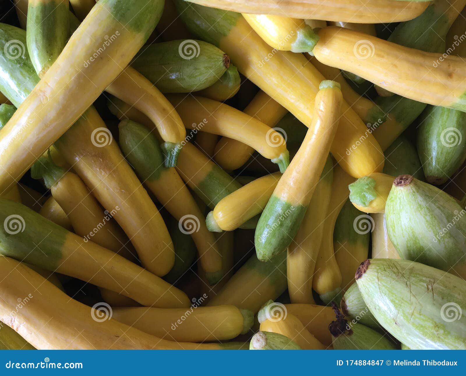 Uniquely Bi-Colored Green & Gold Squash Displayed at Farmer`s Market ...
