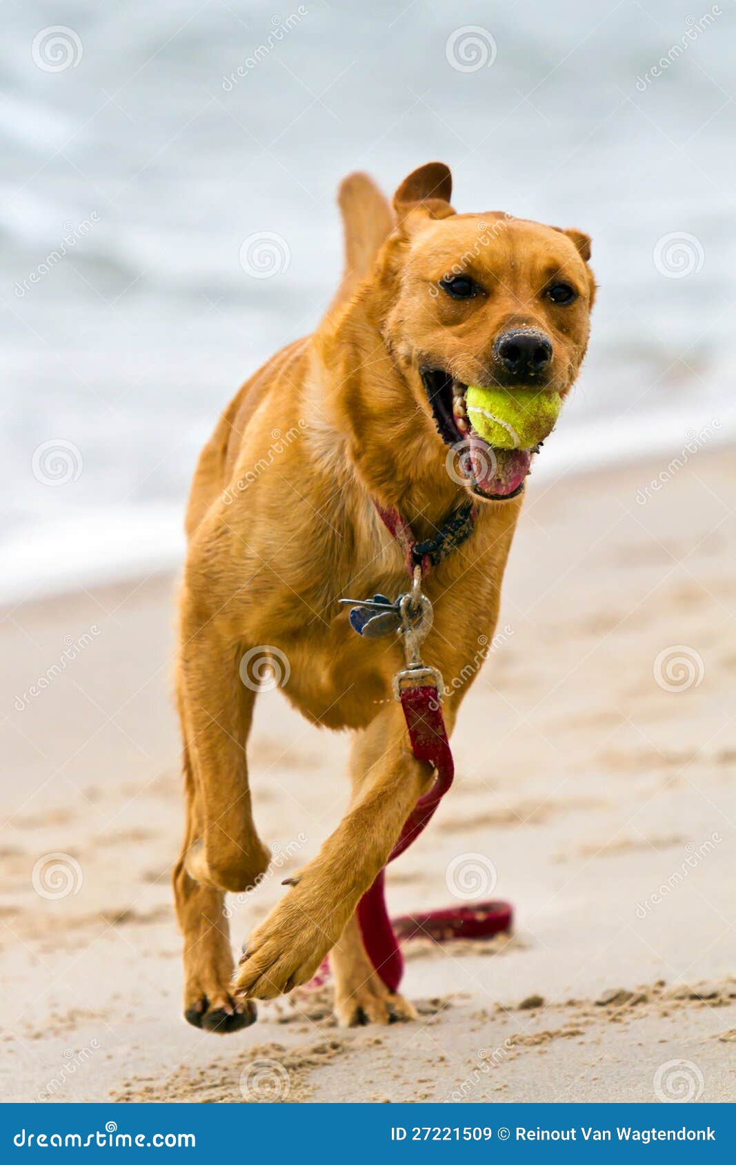 Exuberant dog stock image. Image of excited, light, eager - 27221509
