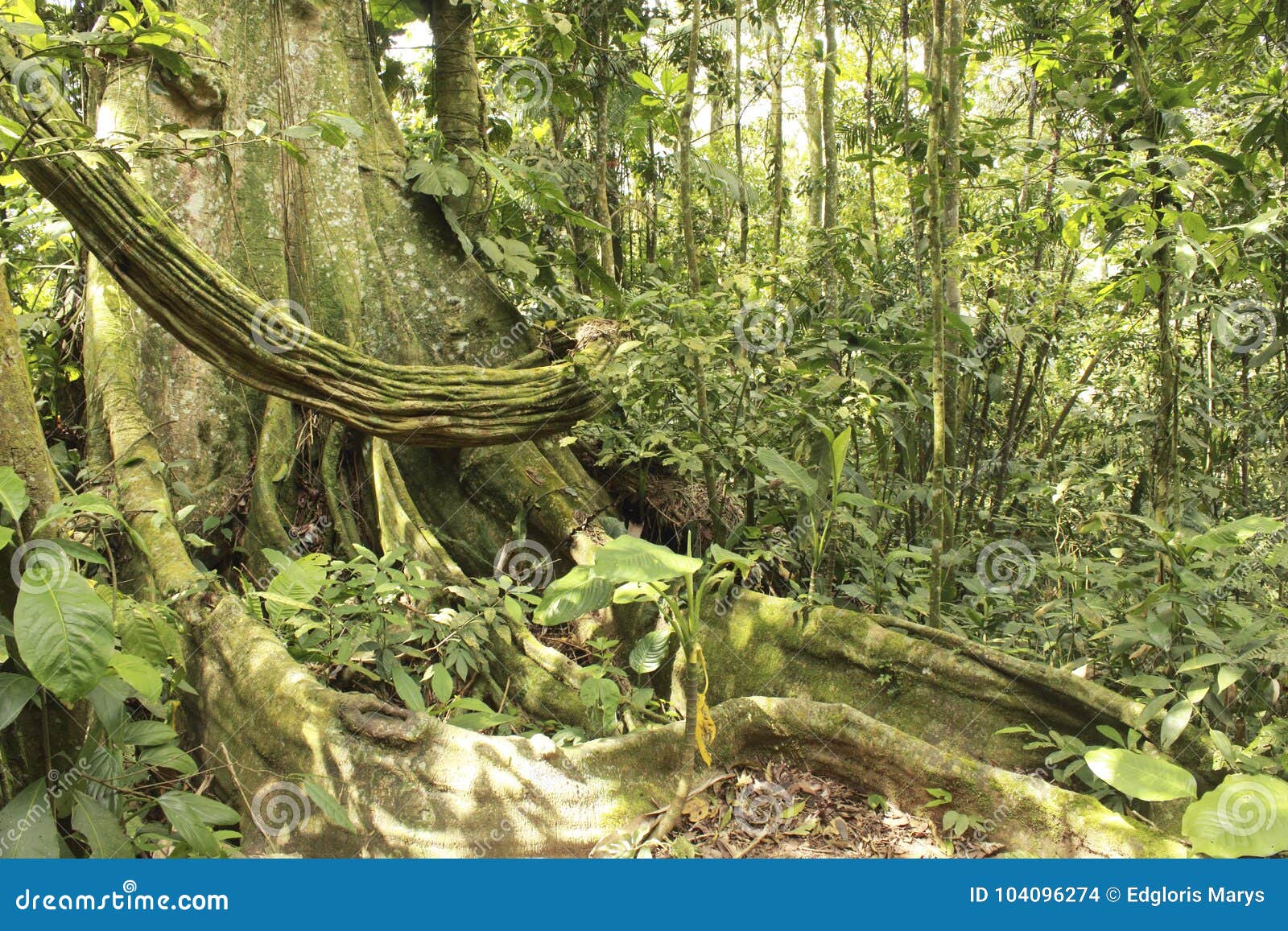 Exotic Tree in Tropical Jungle Stock Photo - Image of grande, tall ...