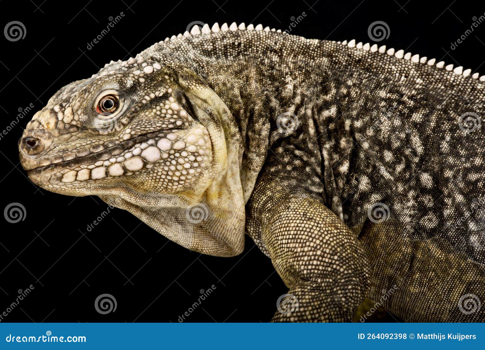 Exuma Island Iguana Cyclura Figginsi Stock Photo - Image of critically ...