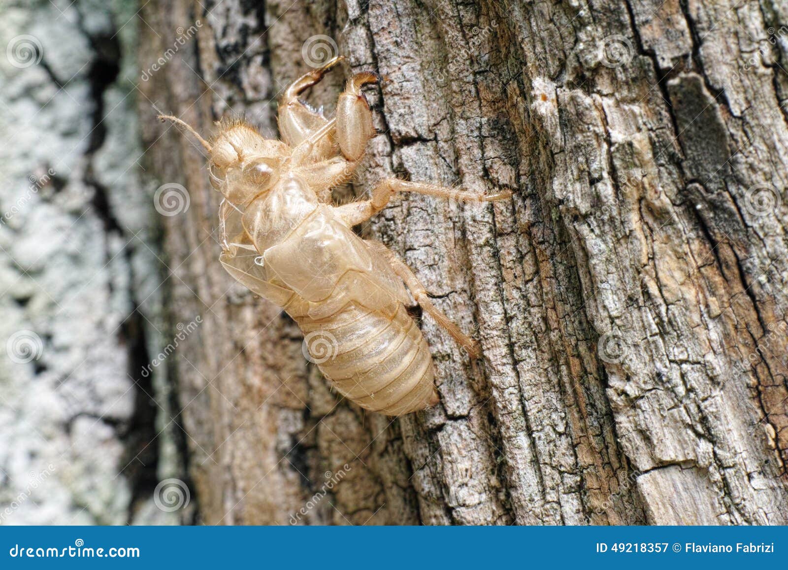 Exuvia of a cicada stock image. Image of shell, exoskeleton - 49218357