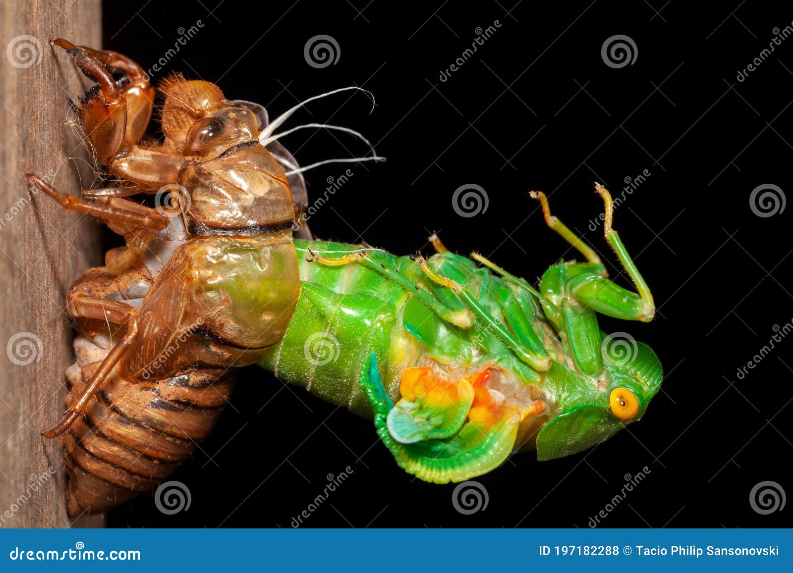 Exuvia De Moldeo De Cicada Emergente Foto de archivo - Imagen de nuevo ...