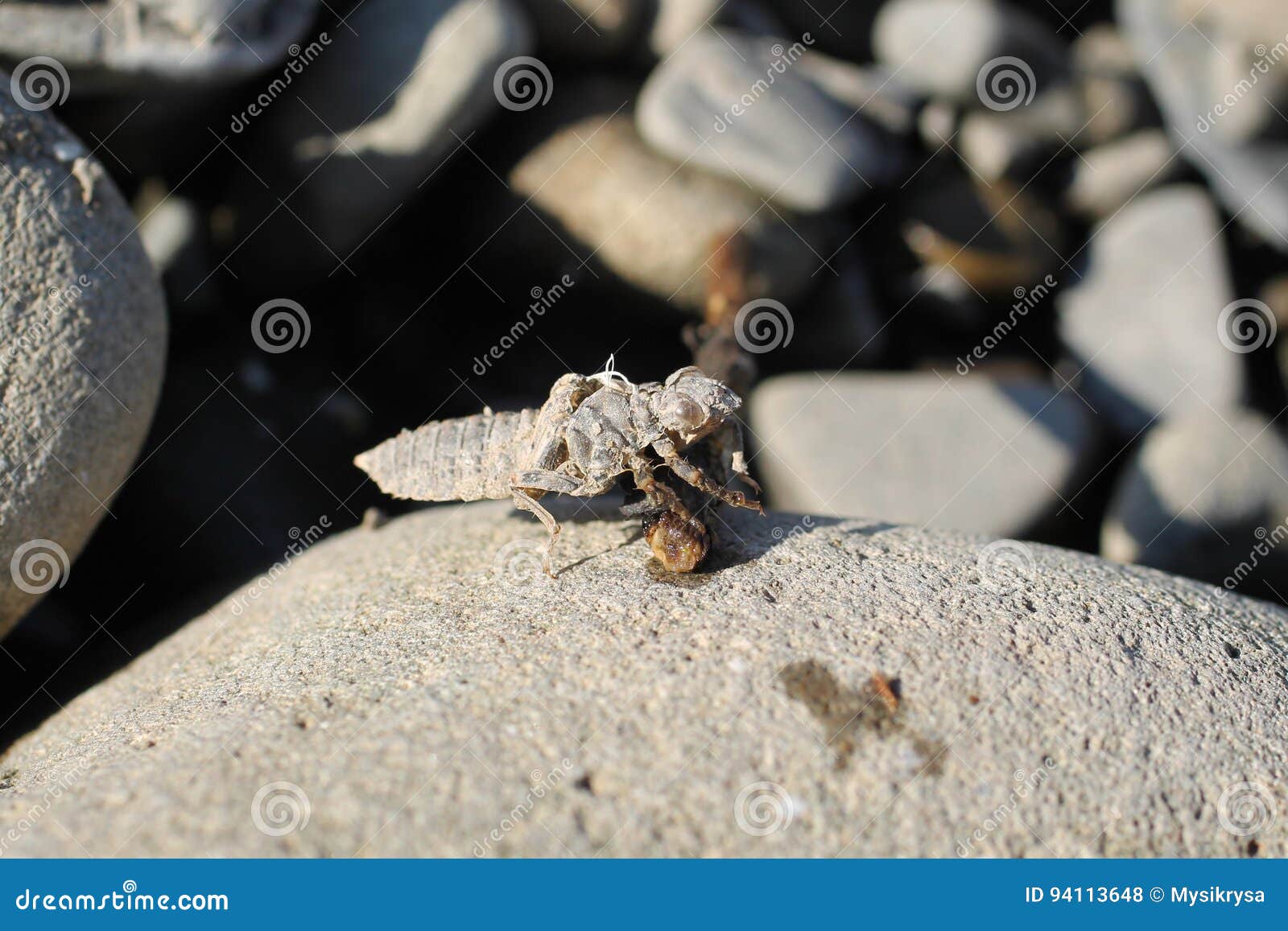 Exuvia of dragonfly stock photo. Image of creature, insect - 94113648