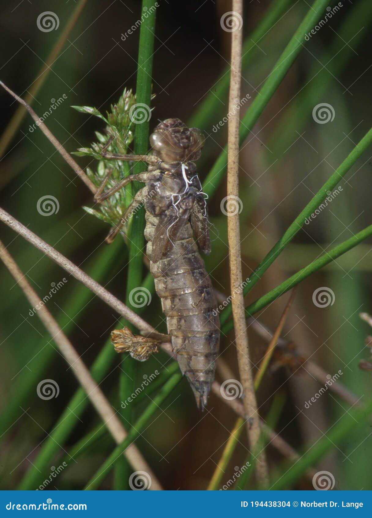 Exuvia of a dragonfly stock photo. Image of blade, insekten - 194438304