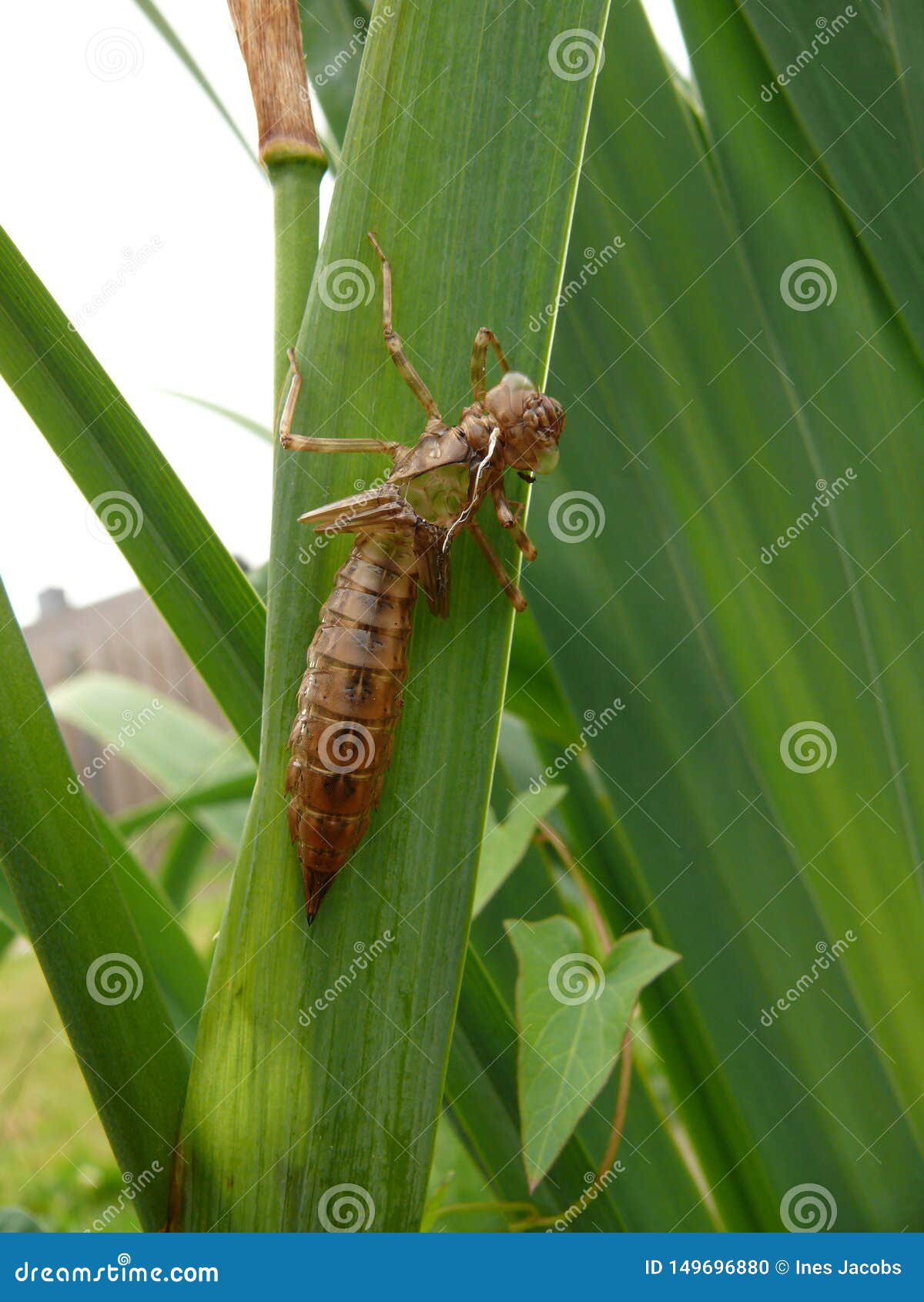 Dragonfly Exuvia Stock Photography | CartoonDealer.com #76526654