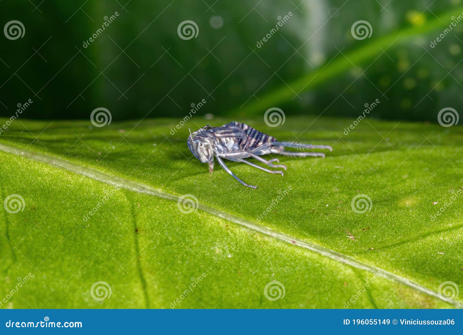 Exuvia Of Typical Cicada Royalty-Free Stock Image | CartoonDealer.com ...