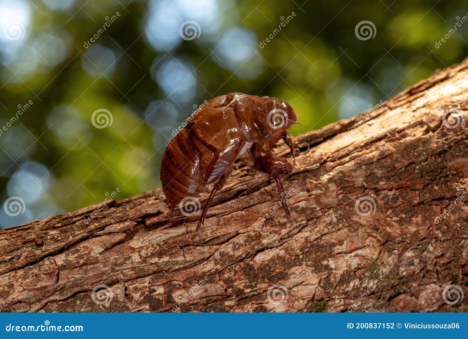Exuvia of Typical Cicada stock photo. Image of invertebrates - 200837152