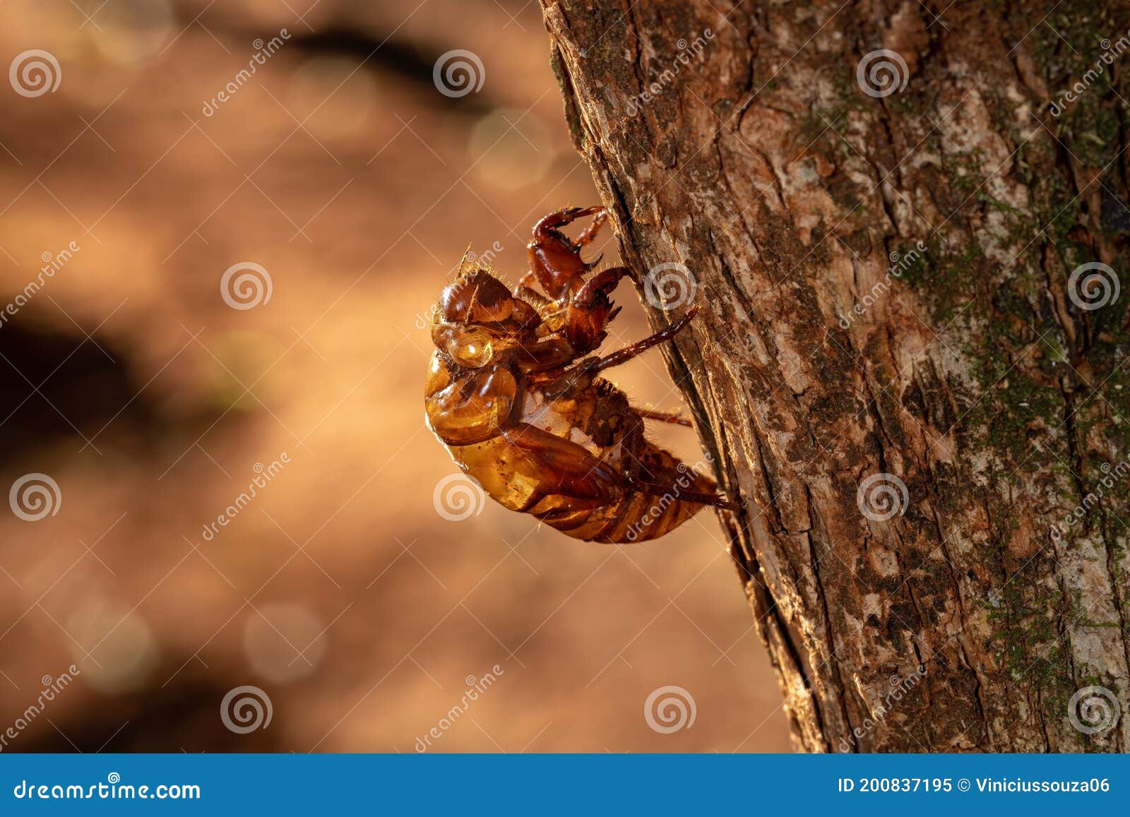 Exuvia of Typical Cicada stock image. Image of life - 200837195