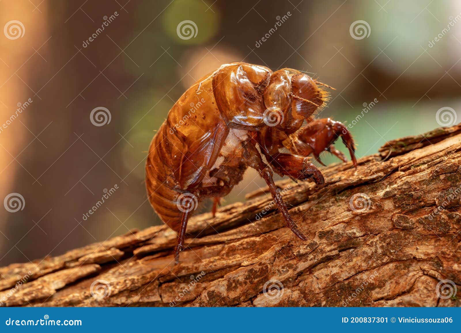 Exuvia Of Typical Cicada Stock Image | CartoonDealer.com #258932935