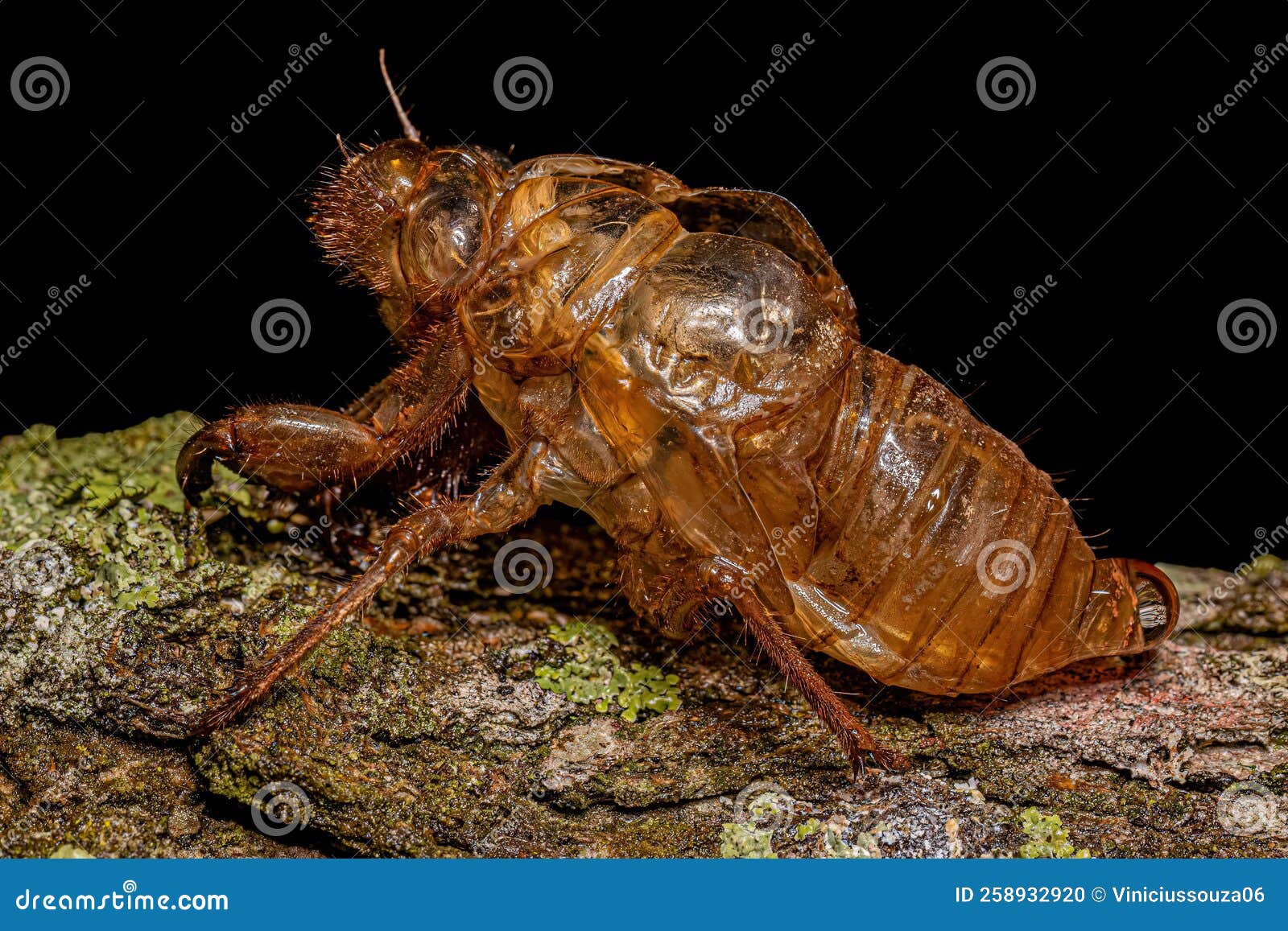 Exuvia Of Typical Cicada Royalty-Free Stock Image | CartoonDealer.com ...