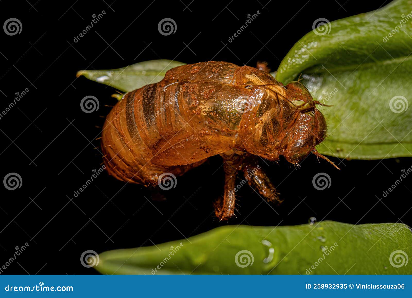 Exuvia of Typical Cicada stock image. Image of metamorphose - 258932935