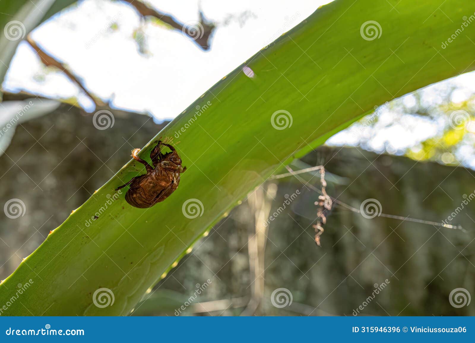 Exuvia of Typical Cicada stock photo. Image of metamorphosis - 315946396