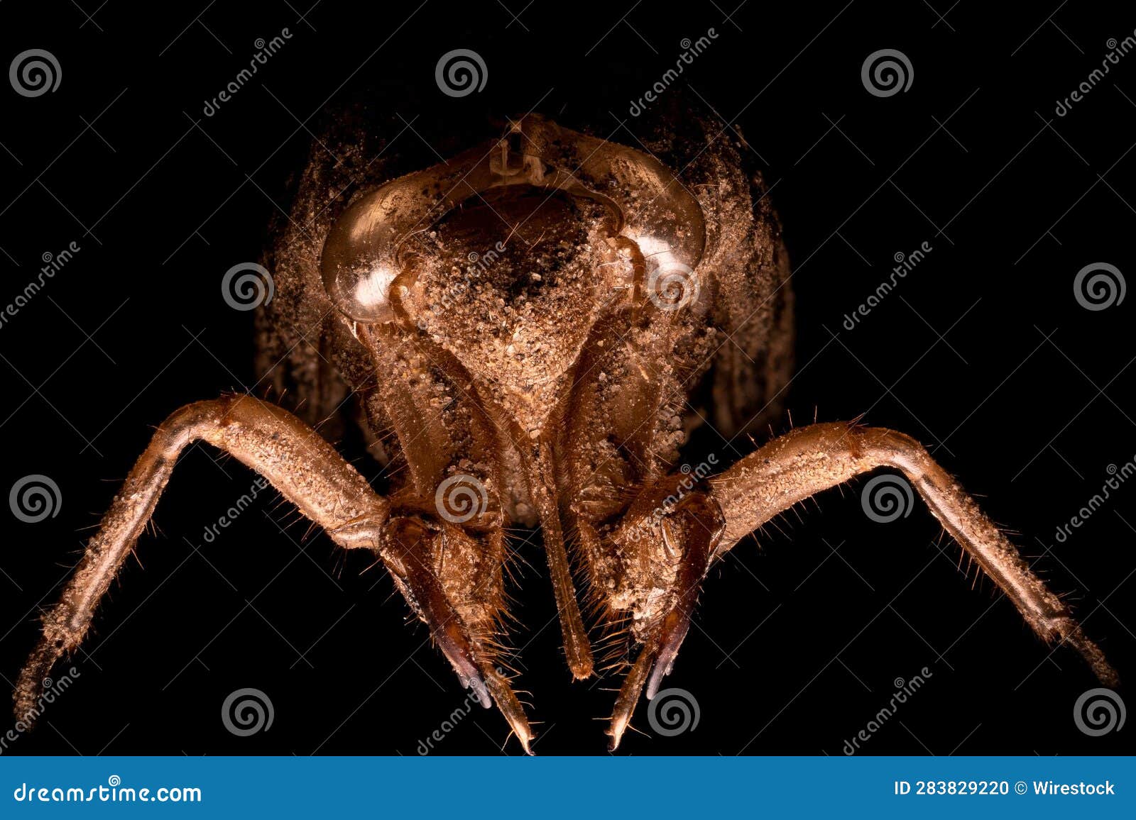 Exuviae, or Abandoned Exoskeleton, of a Cicada Insect Stock Photo ...