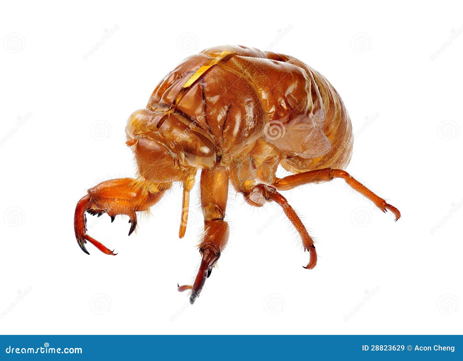 Exuviae de una cigarra imagen de archivo. Imagen de exoesqueleto - 28823629