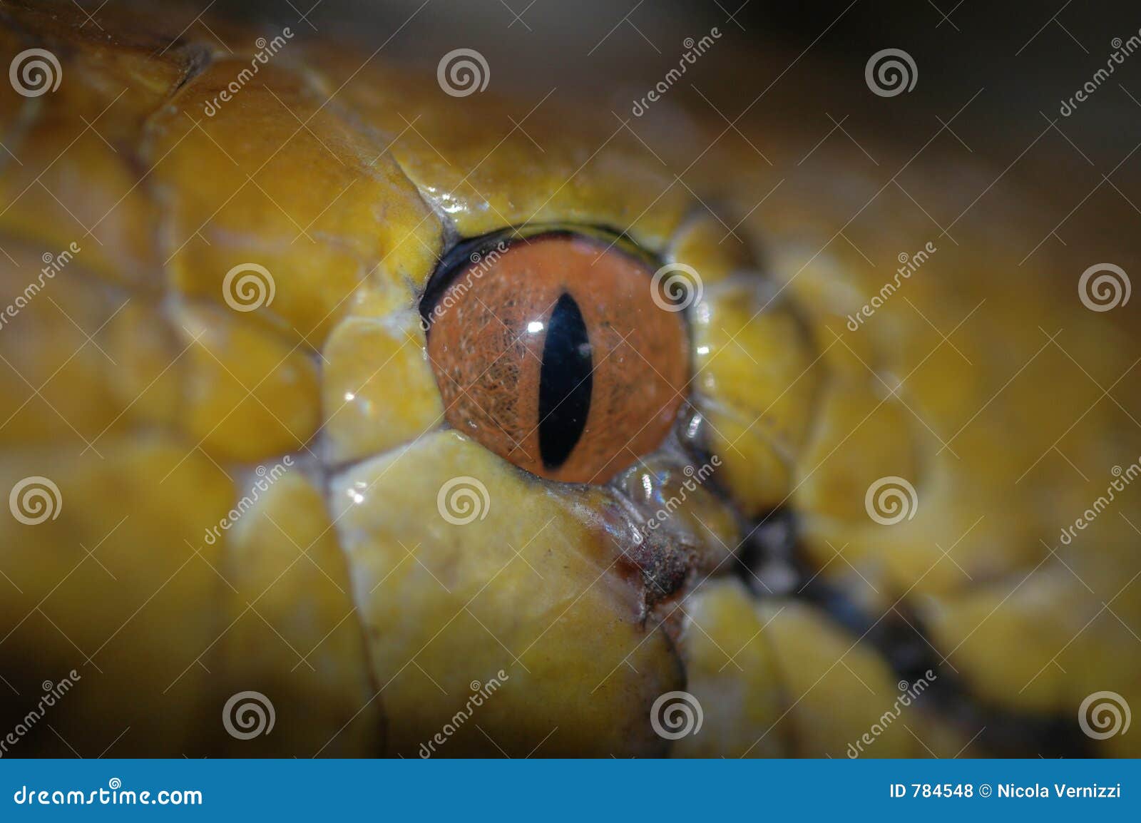 Eye 02 stock photo. Image of creepy, animal, stare, python - 784548