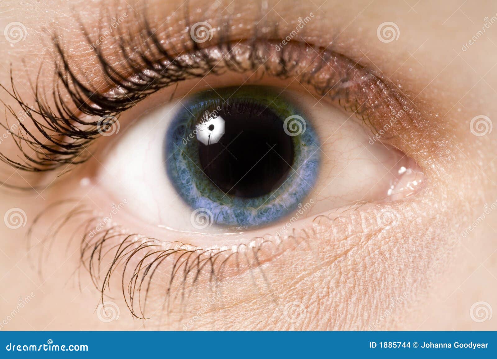 Eye stock photo. Image of contacts, cornea, vision, optics - 1885744