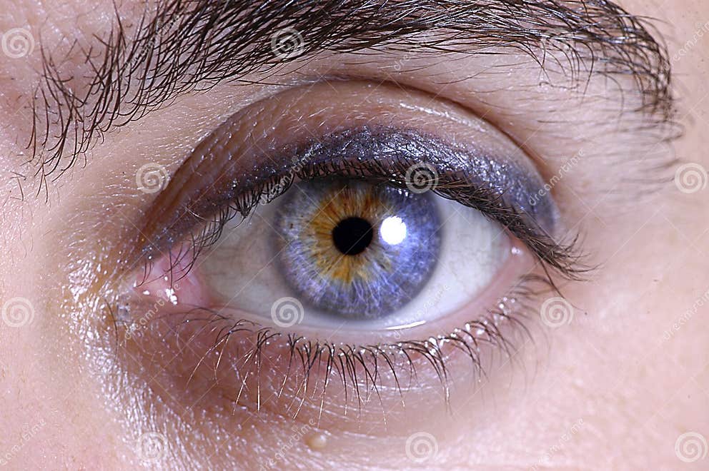 Eye stock image. Image of macro, azul, meadow, blue, detalle - 2236343