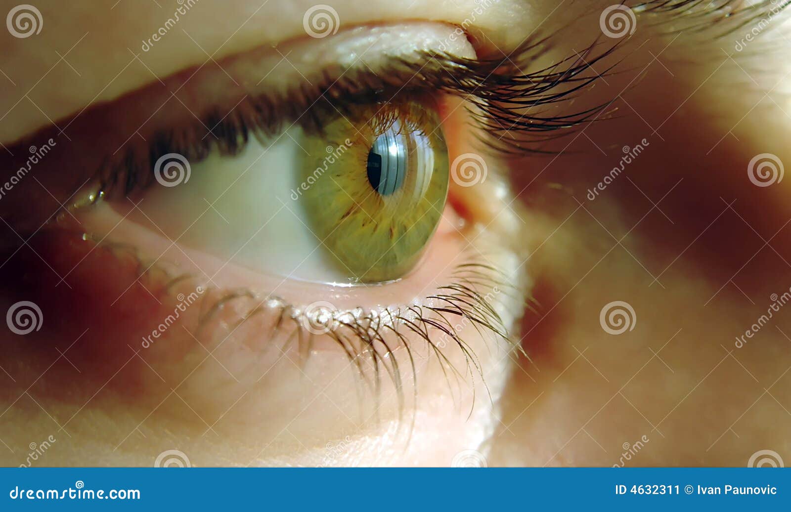 Eye stock image. Image of awake, macro, eyesight, eyeball - 4632311