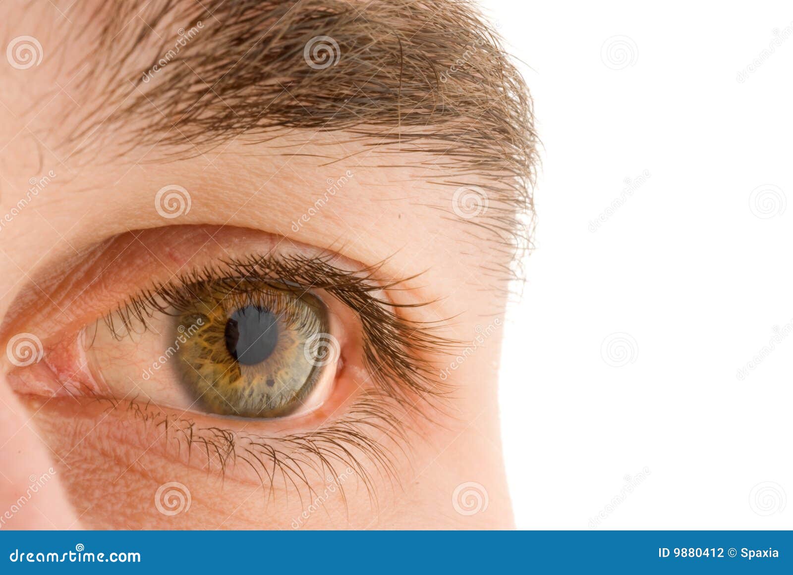Eye stock photo. Image of people, fixed, eyesight, lashes - 9880412