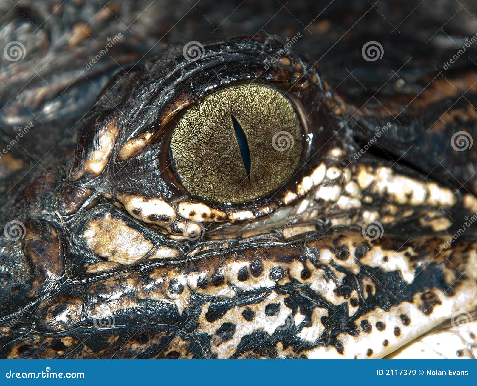 Eye of an alligator stock image. Image of nature, look - 2117379