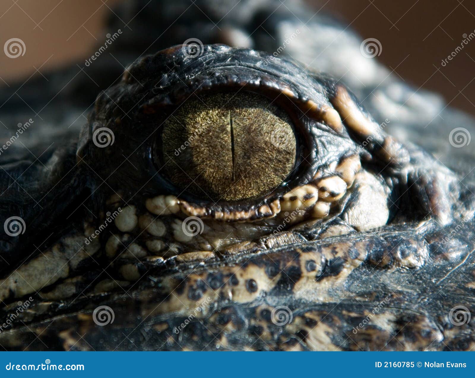 The eye of an alligator stock image. Image of tamron, 2007 - 2160785
