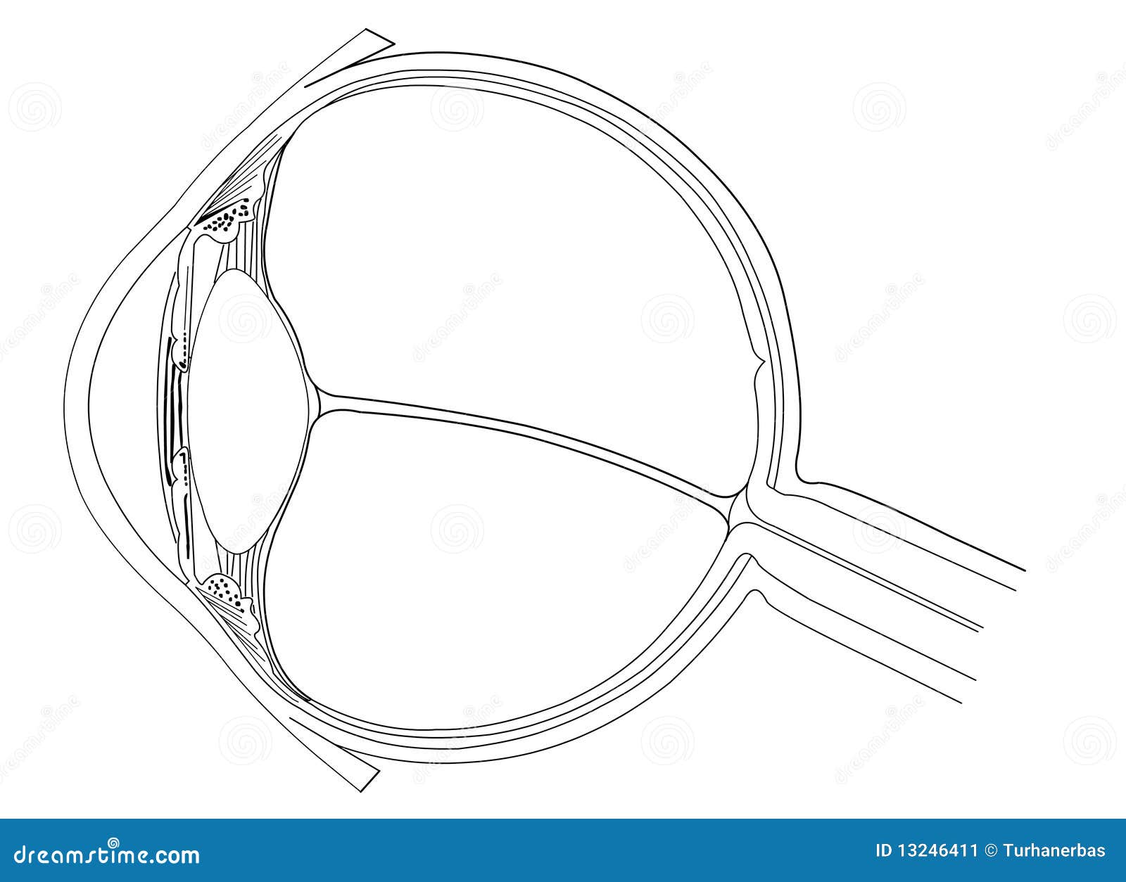Eye anatomy stock vector. Illustration of drawing, health - 13246411