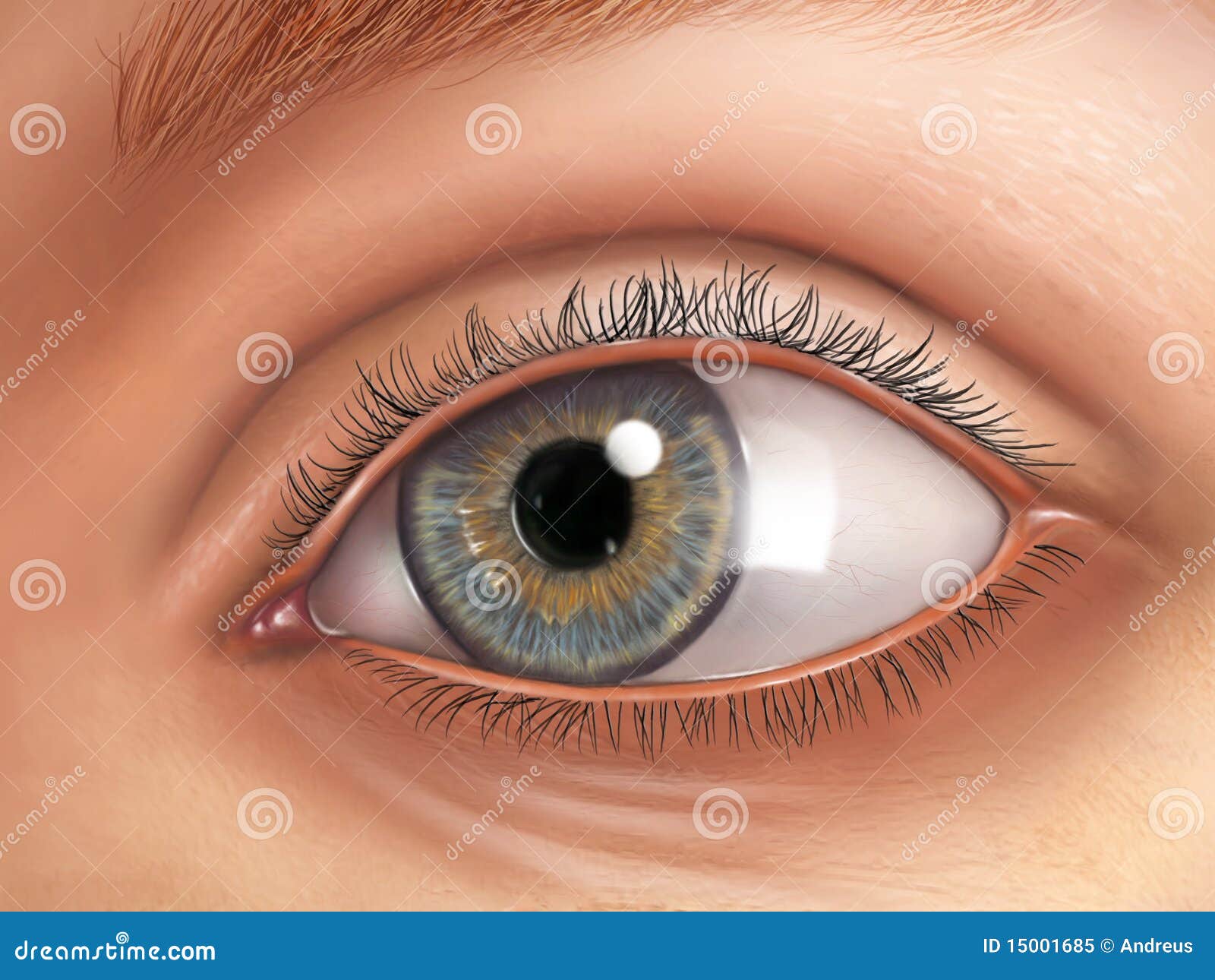 External Eye Anatomy