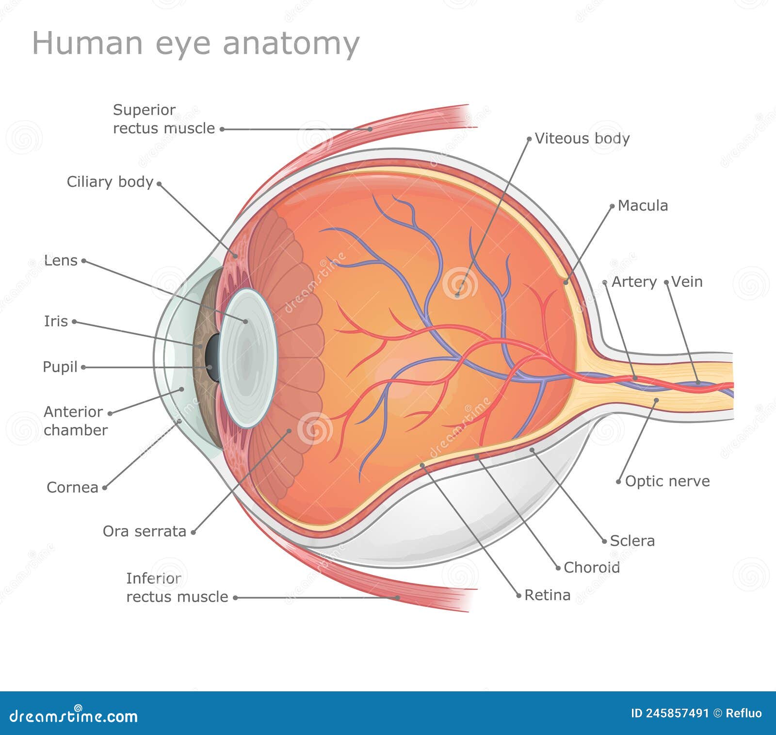 Eye Anatomy Illustration Labeled Stock Vector - Illustration of science ...