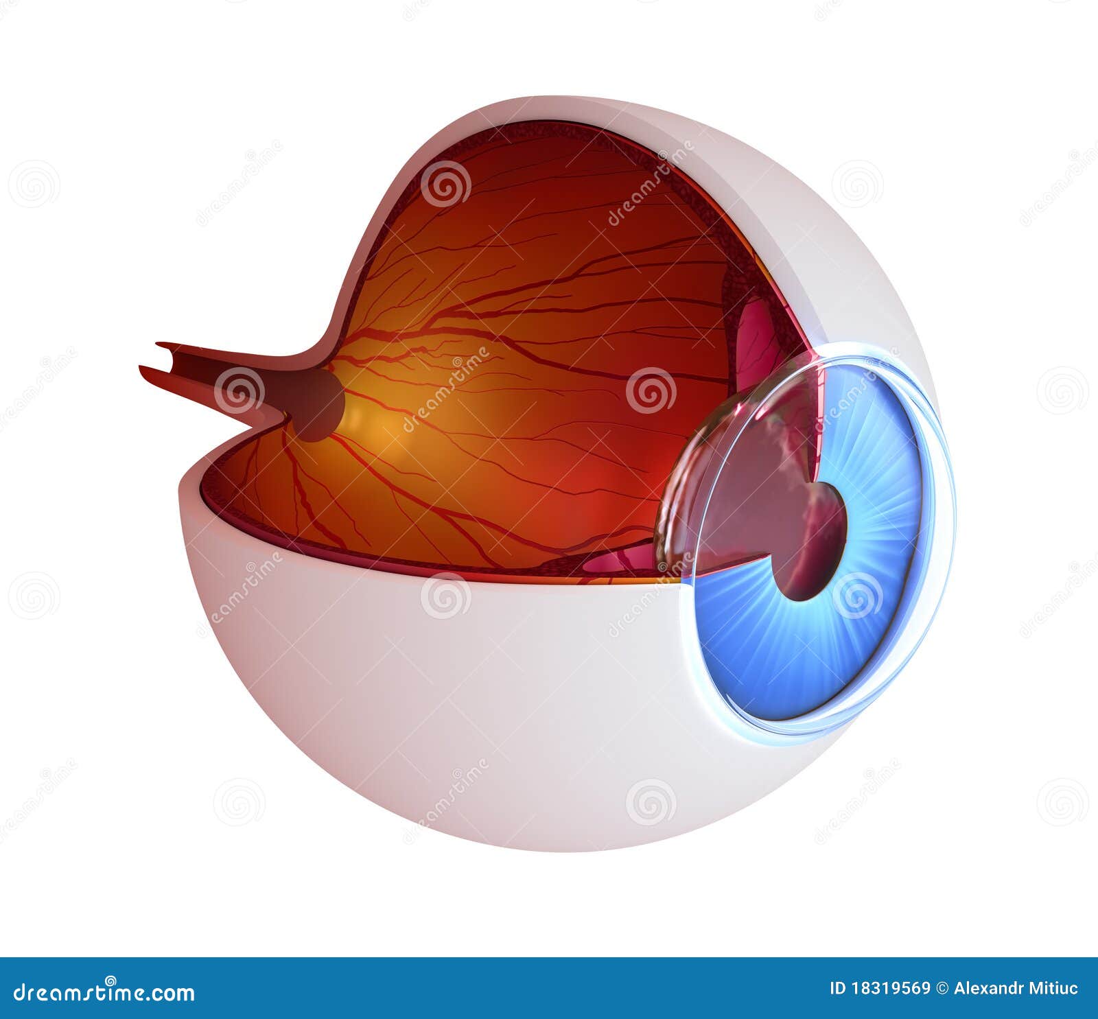 Eye Anatomy - Inner Structure Stock Illustration - Illustration of ...