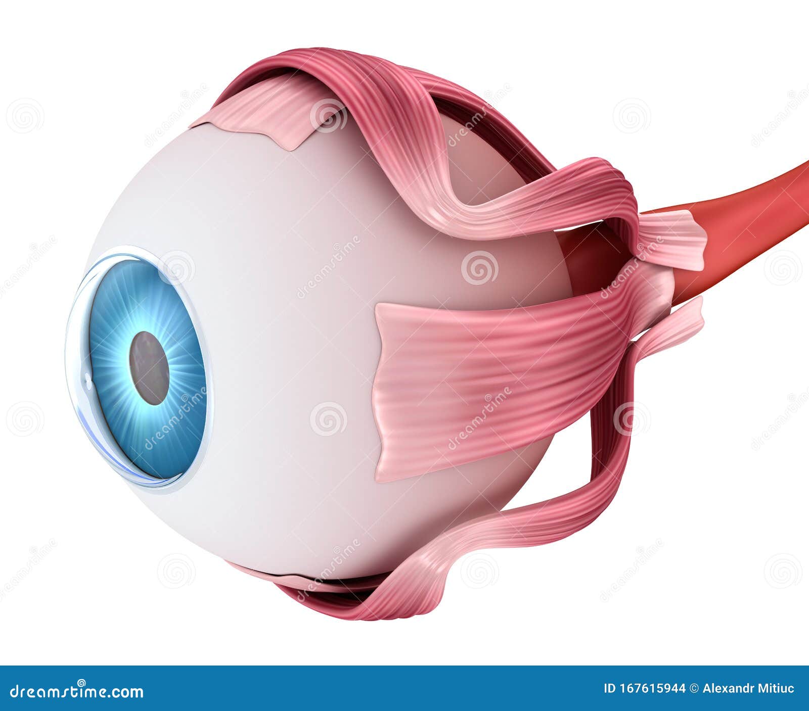 Eye Anatomy - Inner Structure Stock Illustration - Illustration of ...