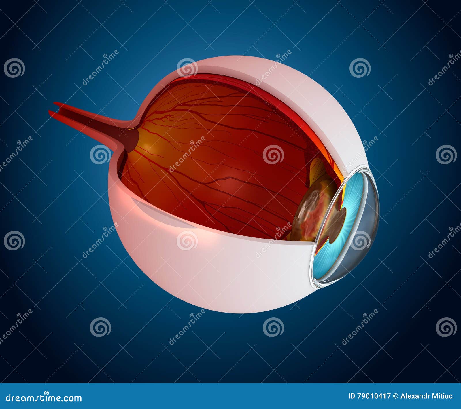 Eye Anatomy - Inner Structure Stock Illustration - Illustration of ...