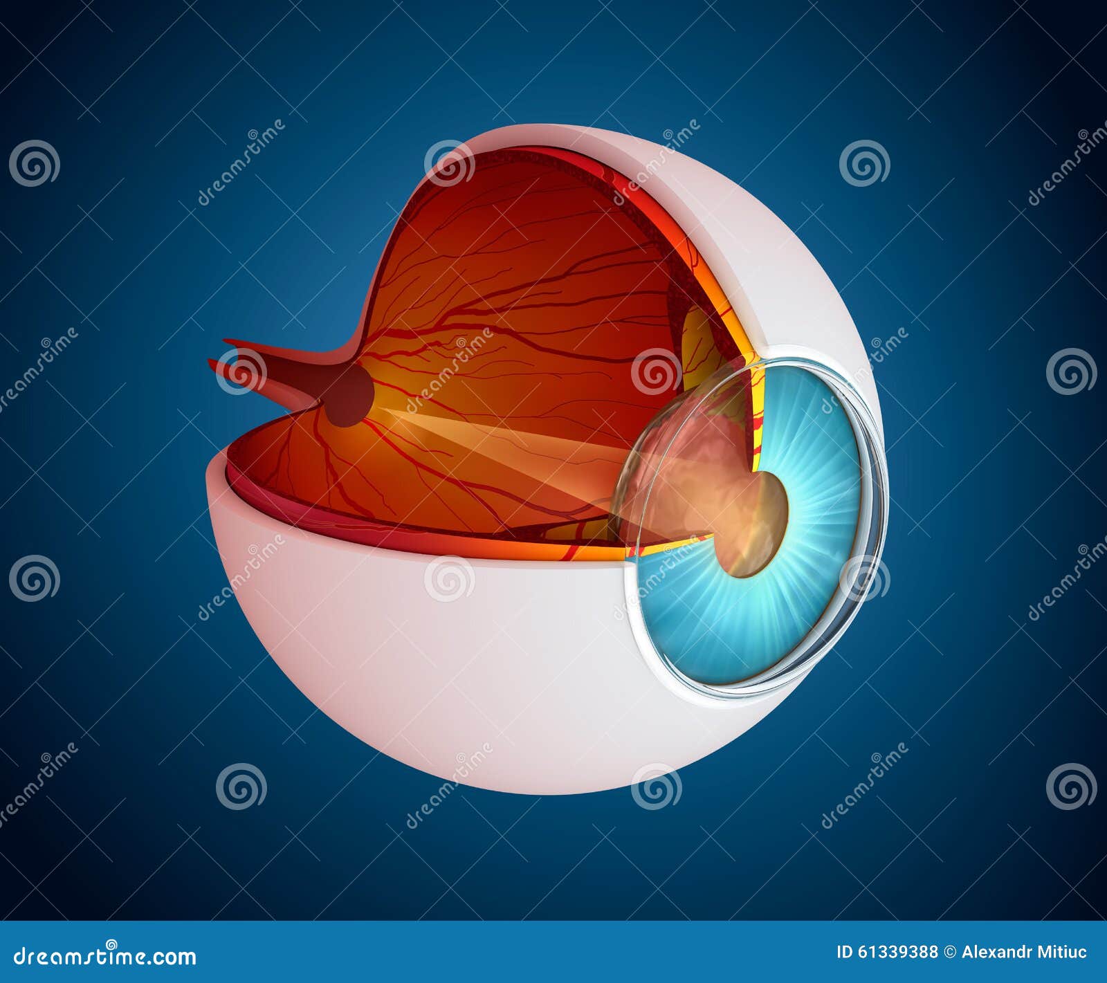 Eye Anatomy - Inner Structure, Medically Accurate Illustration ...