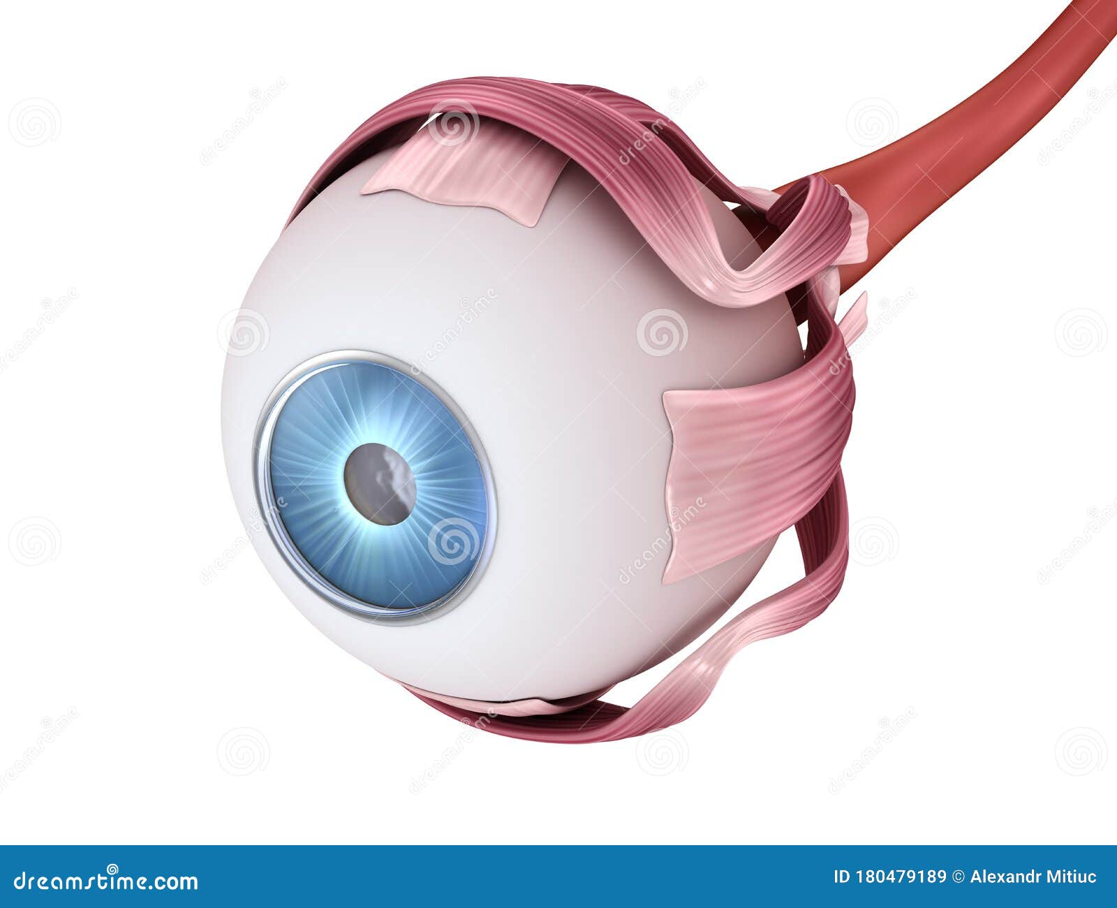 Eye Anatomy - Inner Structure, Medically Accurate Illustration Stock ...