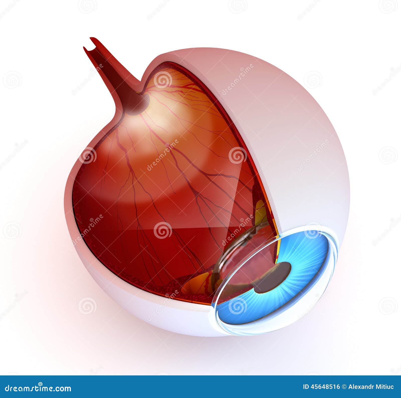 Eye Anatomy - Inner Structure on White Stock Illustration ...