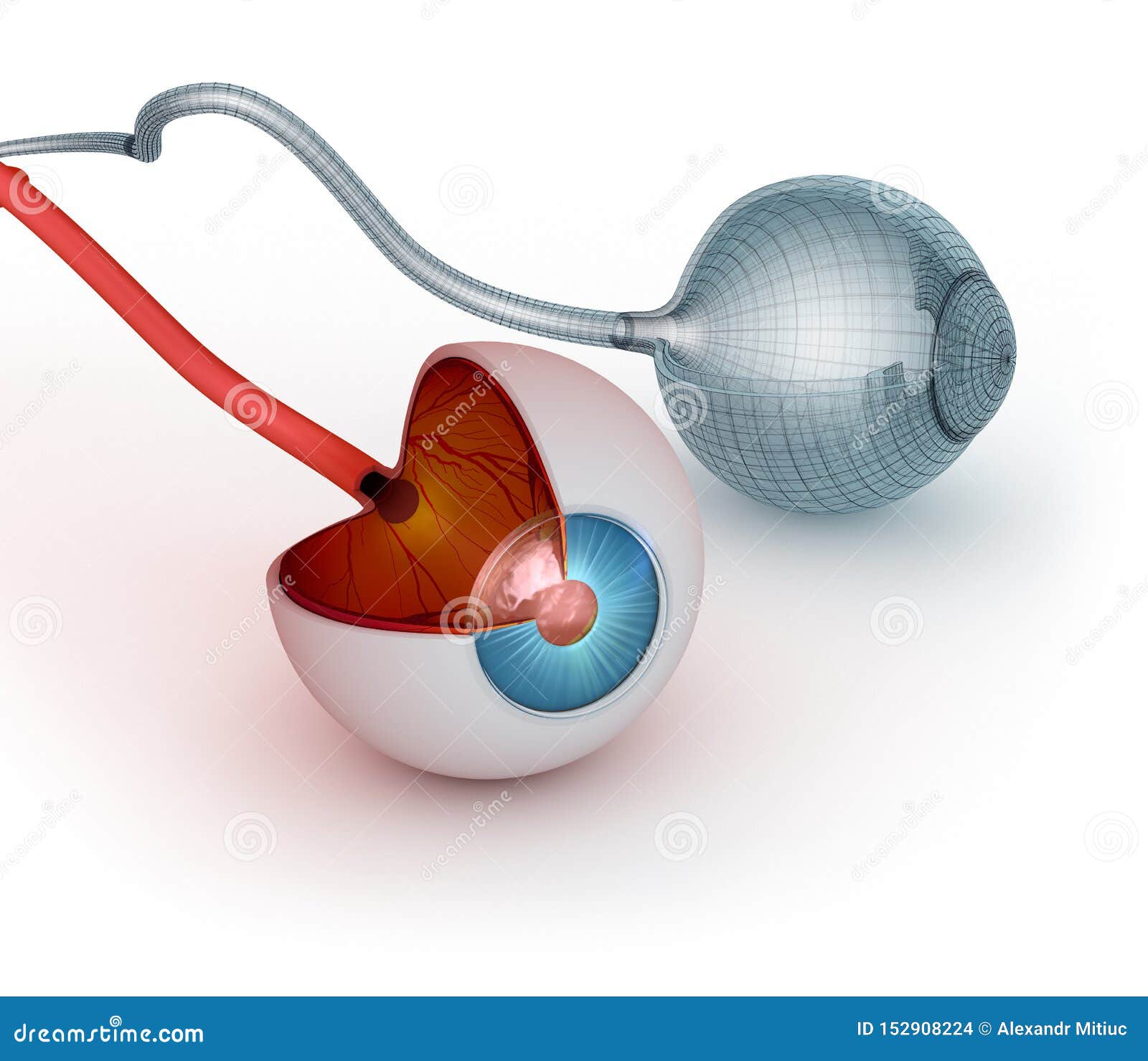 Eye Anatomy - Inner Structure and Wire Stock Illustration ...