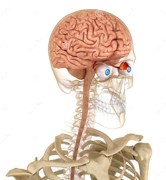 Eye Anatomy and Skeleton Isolated on White Stock Illustration ...