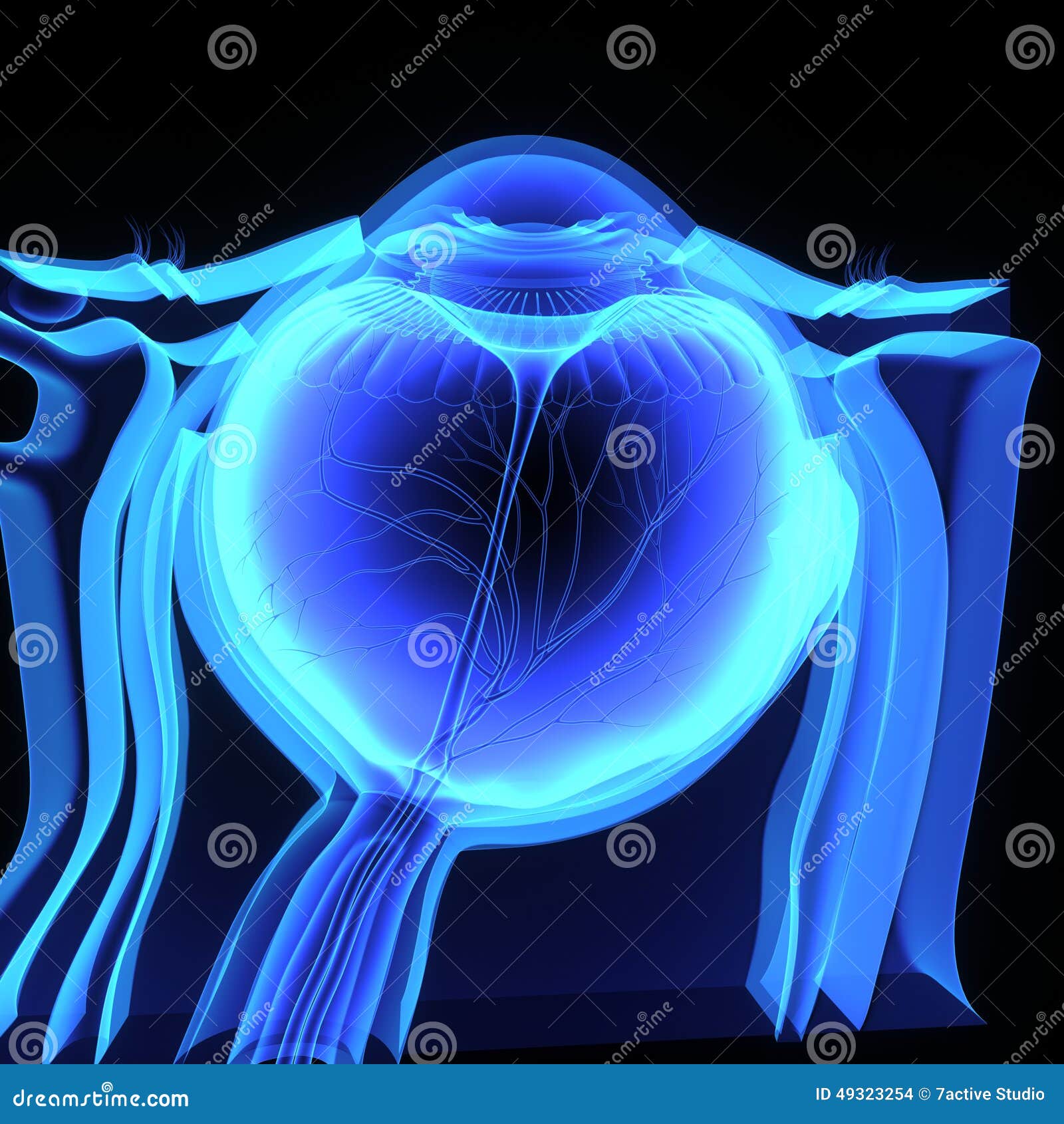 Anotomy Cartoons, Illustrations & Vector Stock Images - 106 Pictures to ...