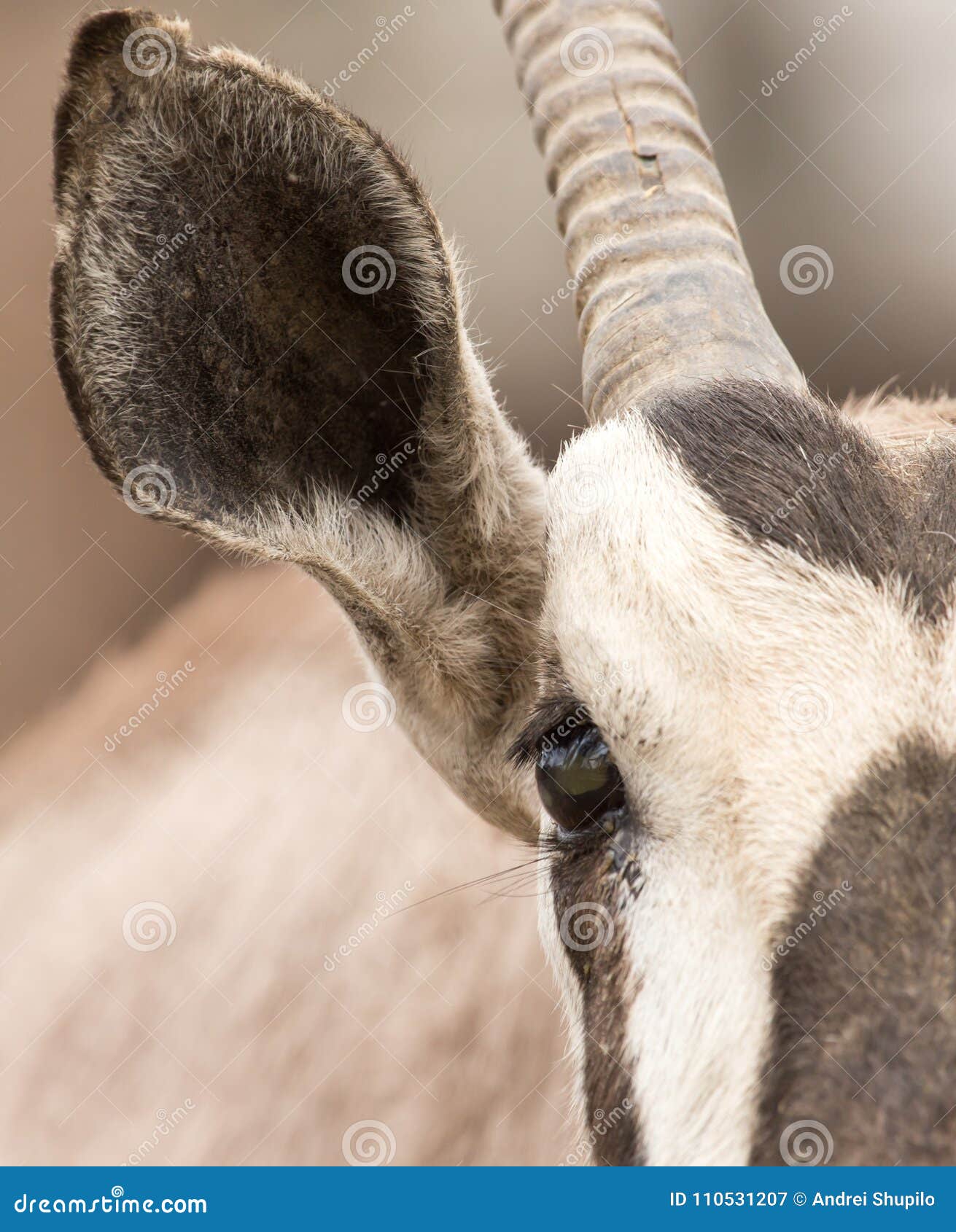 Eye Antelope in Nature. Portrait Stock Image - Image of travel, shallow ...