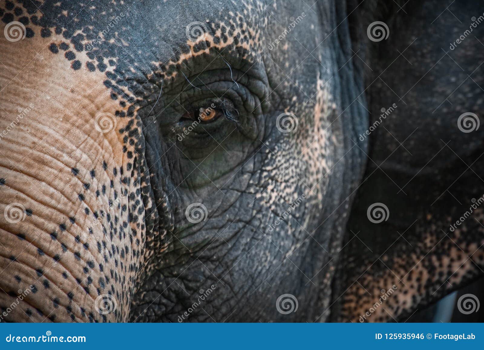 Eye of Asian Elephant Elephas Maximus. Close Up View Stock Photo ...
